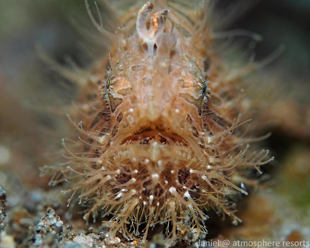 Photographing Frogfish - Tips from a Professional Marine Biologist